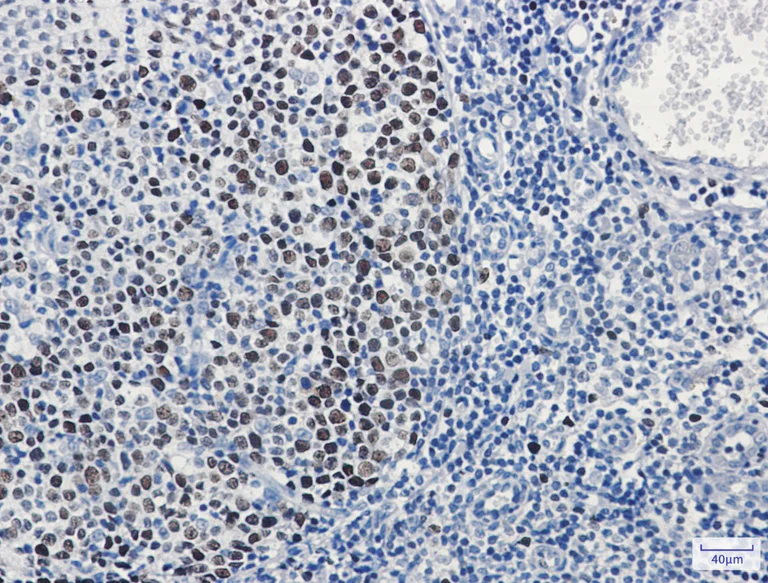 Anti-MCM3 Antibody [S04-6B9] (ab317372) | Abcam