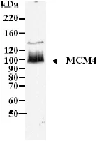 Anti-MCM4 antibody (ab4459) | Abcam