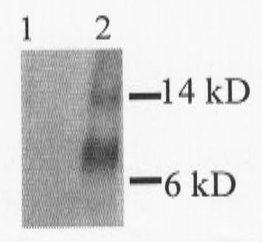 Anti-MCP1 antibody. Rabbit polyclonal (ab7202) | Abcam