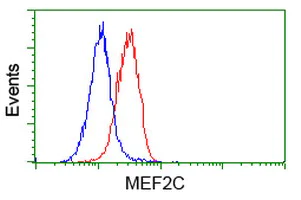 Anti-MEF2C antibody [OTI4B10] (ab118406) | Abcam