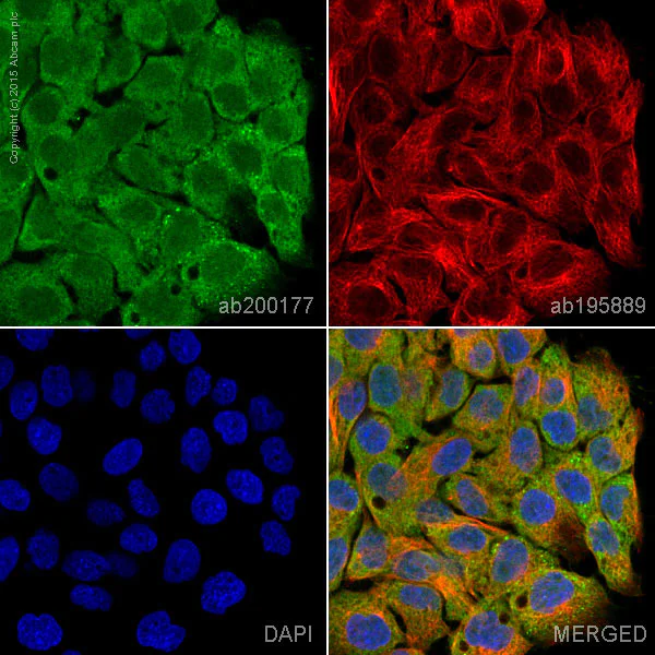 Anti-MEK1 + MEK2 antibody [EPR16667] - BSA and Azide free (ab215263 ...