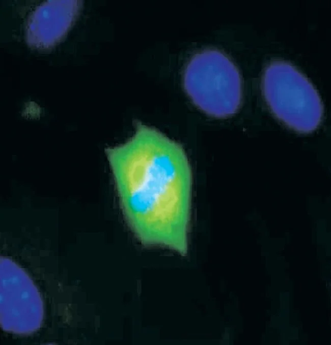 Anti-MEK1 + MEK2 (phospho S222) antibody (ab4750) | Abcam