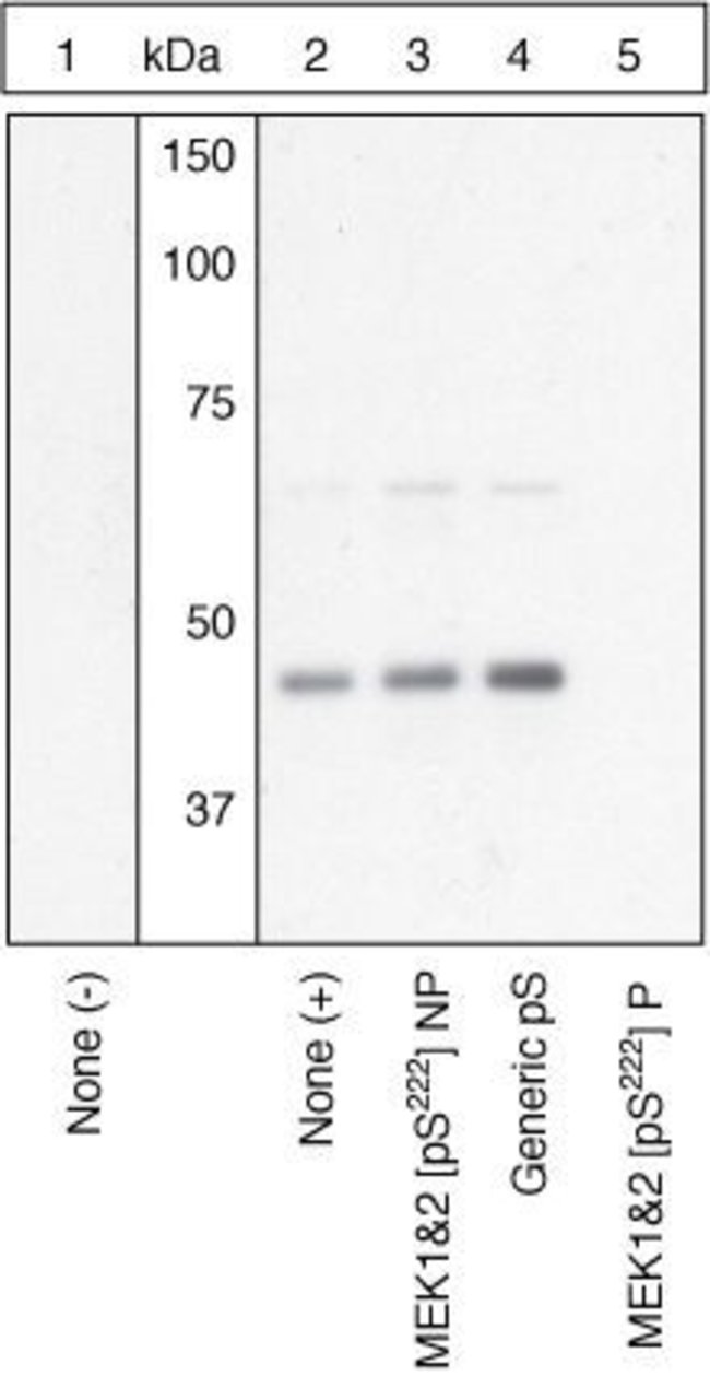 Anti-MEK1 + MEK2 (phospho S222) antibody (ab4750) | Abcam