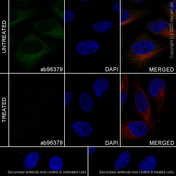 Anti-MEK1 (phospho S298) antibody [EPR3338] - BSA and Azide free (ab214445) | Abcam