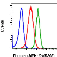Anti-MEK1 (phospho S298) antibody [MEK1S298-H8] (ab278562) | Abcam