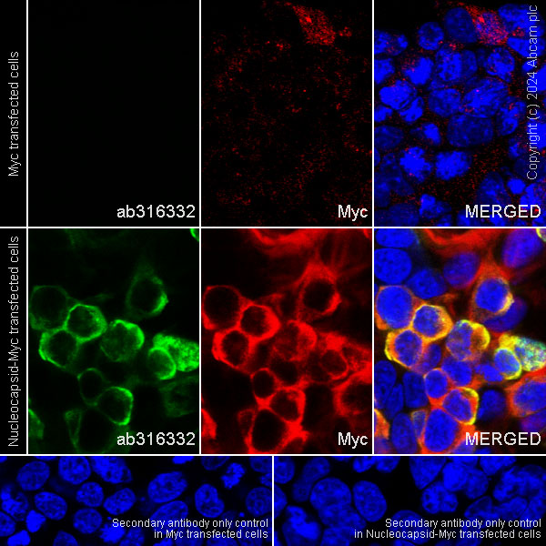 Anti-MERS-Cov Nucleocapsid protein antibody [abd211] - BSA and Azide ...
