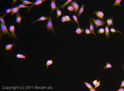 Anti-MERTK antibody (ab95925) | Abcam