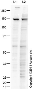 Anti-MERTK antibody (ab95925) | Abcam