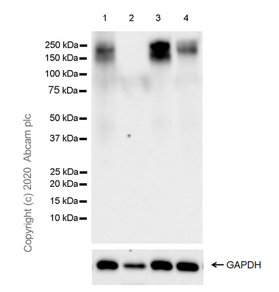 Anti-MERTK antibody [EPR23248-259] (ab270448) | Abcam