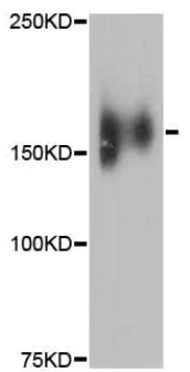 Anti-MERTK antibody [NO.H1B0] (ab238516) | Abcam