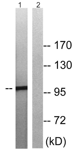 Anti-MERTK (phospho Y749) + TYRO3 (phospho Y681) antibody (ab192649 ...