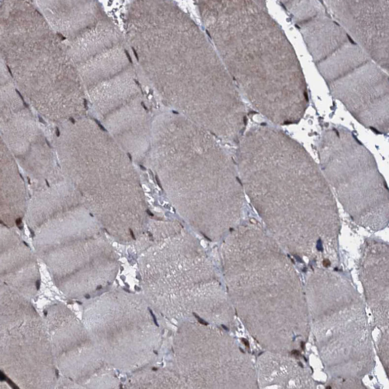 Anti-MESH1 antibody (ab243724) | Abcam