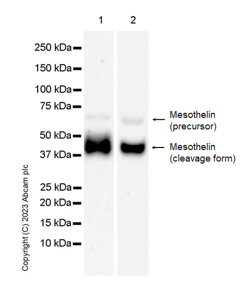 Anti-Mesothelin antibody [EPR28269-62] - BSA and Azide free (ab309517 ...