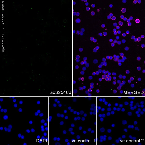 Anti-Met-enkephalin antibody [EPR29582-8] (ab325400) | Abcam中文官网