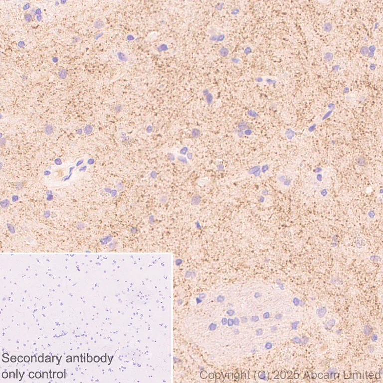 Anti-Met-enkephalin antibody [EPR29582-8] (ab325400) | Abcam中文官网