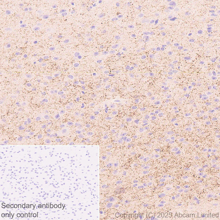 Anti-Met-enkephalin antibody [EPR29582-8] (ab325400) | Abcam