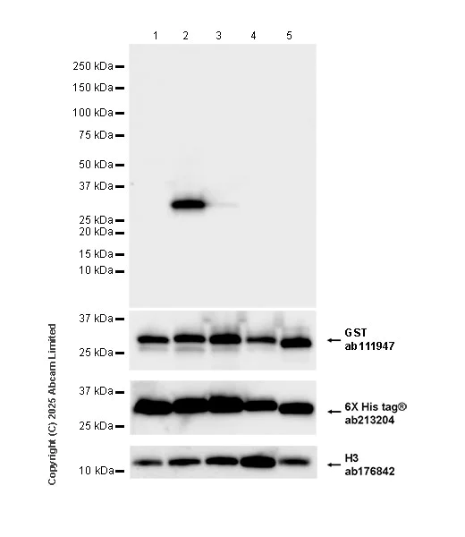 Anti-Met-enkephalin antibody [EPR29582-8] (ab325400) | Abcam中文官网