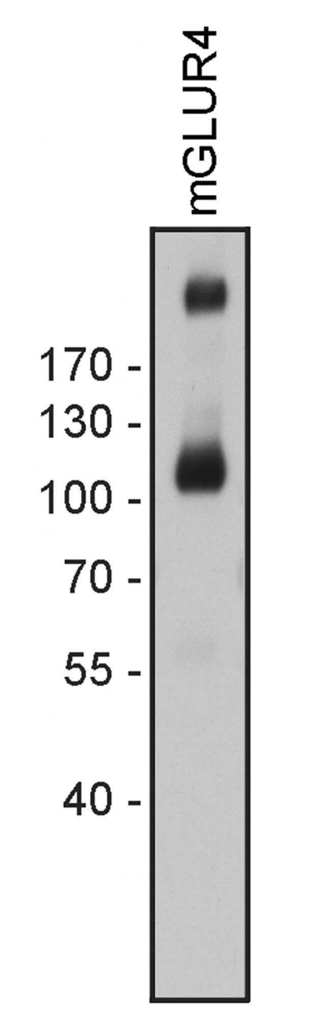 Anti-Metabotropic Glutamate Receptor 4/MGLUR4 antibody [RP23040220 ...