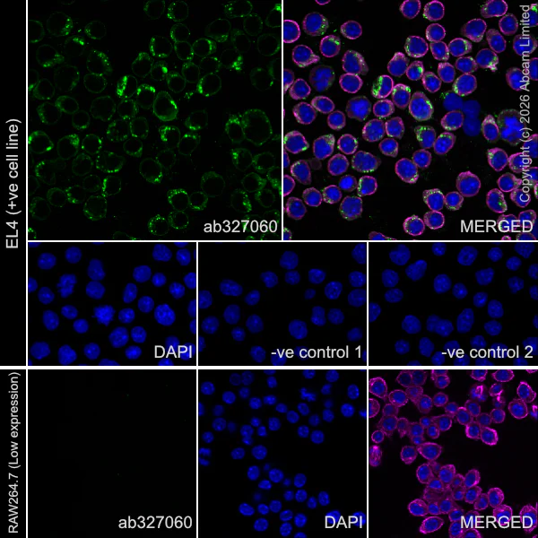 Anti-MHC Class I H2-Kb antibody [MJF-D30006-520] - BSA and Azide free ...