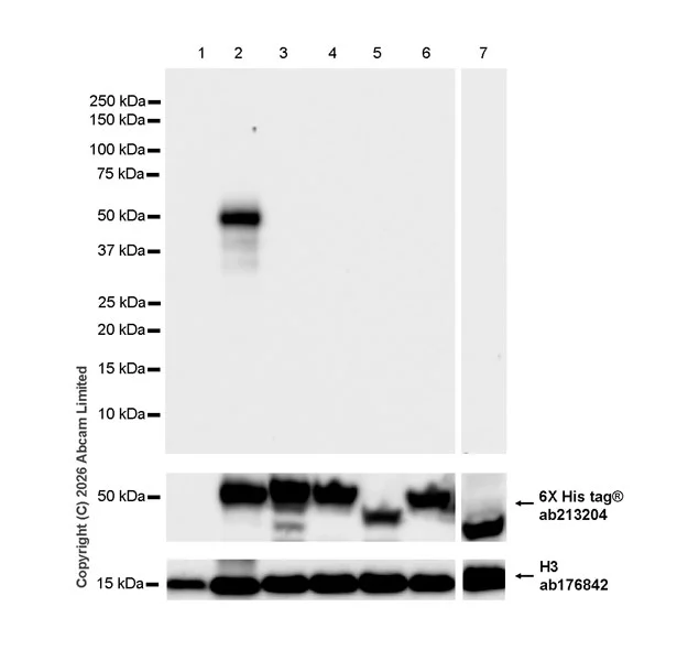 Anti-MHC Class I H2-Kb antibody [MJF-D30006-520] - BSA and Azide free ...