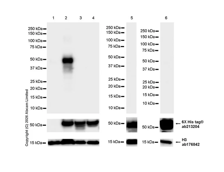 Anti-MHC Class I H2-Kb antibody [MJF-D30006-520] - BSA and Azide free ...