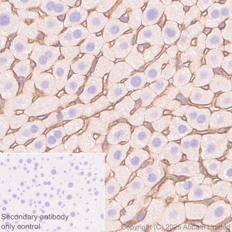 Anti-MHC Class I H2-Kb antibody [MJF-D30006-601] (ab327061) | Abcam中文官网
