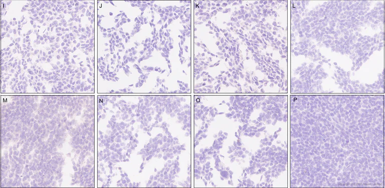 Anti-MHC Class I H2-Kb antibody [MJF-D30006-601] - BSA and Azide free ...