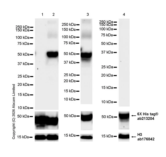 Anti-MHC Class I H2-Kb antibody [MJF-D30006-601] - BSA and Azide free ...
