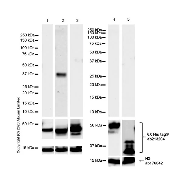 Anti-MHC Class I H2-Kb antibody [MJF-D30006-601] - BSA and Azide free ...