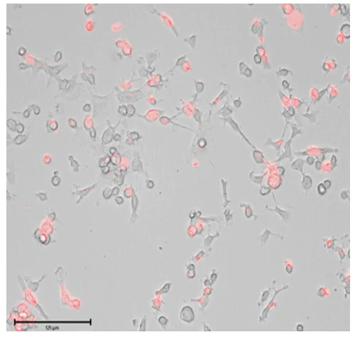 Microglia - Human iPSC derived cells (GFP - expressing) (Male, WC-30 ...