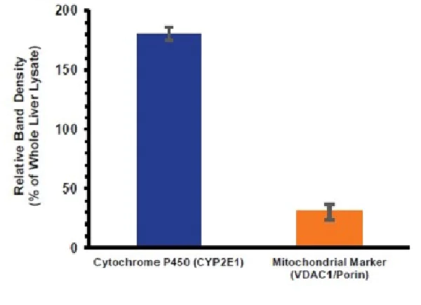 Microsome isolation kit (ab206995) | Abcam