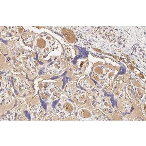 Anti-Mig-6 antibody [HL1785] (ab317107) | Abcam