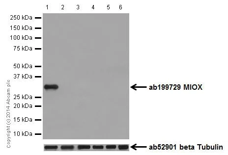 Anti-MIOX antibody [EPR17172] - BSA and Azide free (ab251291) | Abcam