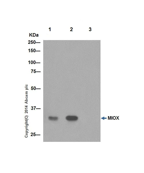 Anti-MIOX antibody [EPR17173] - BSA and Azide free (ab251262) | Abcam