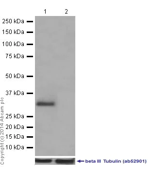 Anti-MIOX antibody [EPR17173] - BSA and Azide free (ab251262) | Abcam