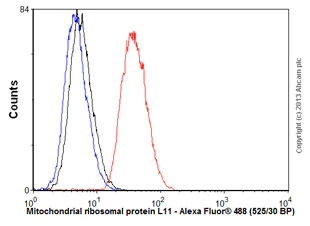 Anti-Mitochondrial ribosomal protein L11 antibody [EPR9111(B ...