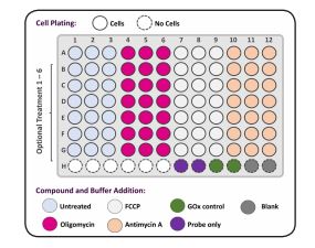 Mitochondrial Stress Test Complete Assay Kit (ab232857) | Abcam