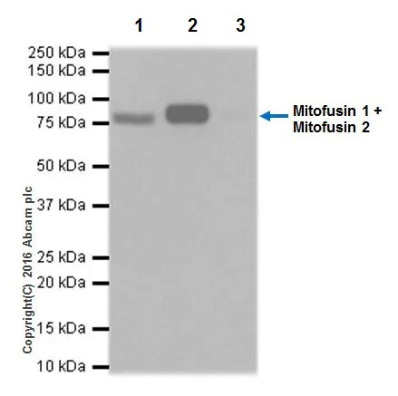 Anti-Mitofusin 2 + Mitofusin 1 antibody [EPR19792] - BSA and Azide free ...