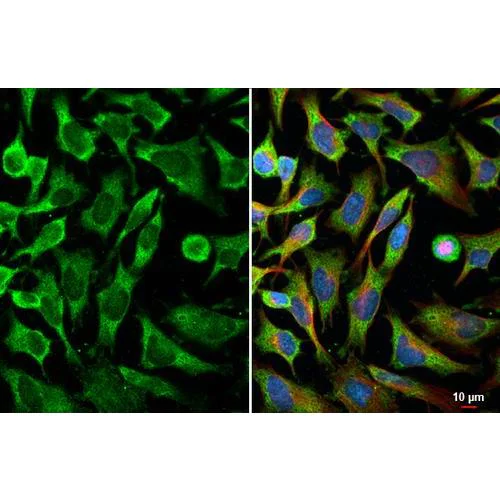Anti-MLK4 antibody [HL2234] (ab317172) | Abcam