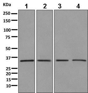 Anti-MNAT1 antibody [EPR10940] - BSA and Azide free (ab249496) | Abcam