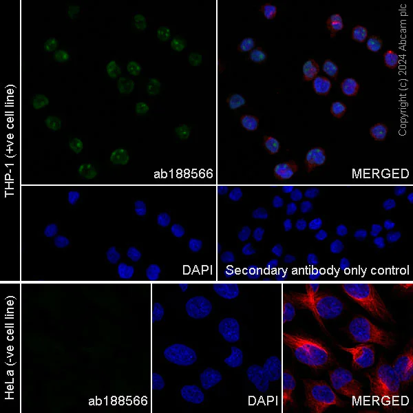 Anti-MNDA antibody [253A] - mouse monoclonal (ab188566) | Abcam