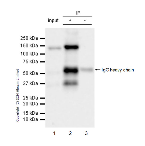 Anti-mNeonGreen antibody [EPR28835-76] (ab321887) | Abcam