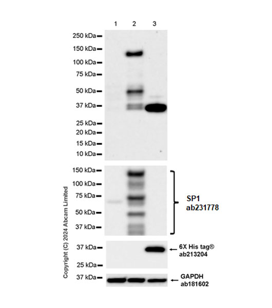 Anti-mNeonGreen antibody [EPR28835-76] (ab321887) | Abcam