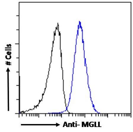 Anti-Monoacylglycerol Lipase/MGL antibody (ab77398) | Abcam