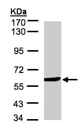 Anti-Monoamine Oxidase B/MAOB antibody (ab137778) | Abcam