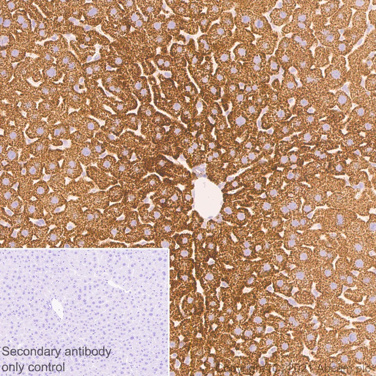 Anti-Monoamine Oxidase B/MAOB antibody [EPR24131-79] (ab259928) | Abcam