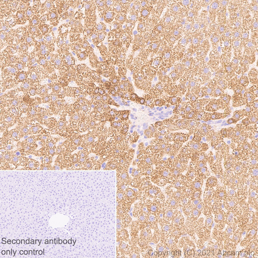 Anti-Monoamine Oxidase B/MAOB antibody [EPR24131-79] (ab259928) | Abcam