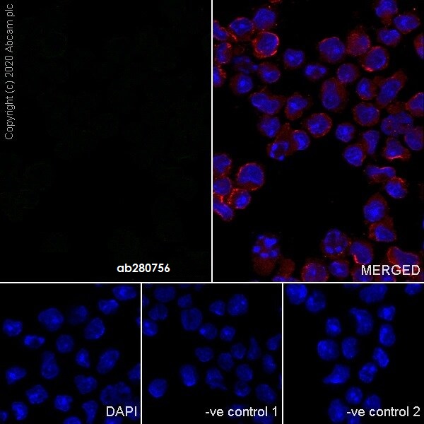 Mouse IgG2c Isotype Control Antibody [R313-MouseIgG2c] - Recombinant ...