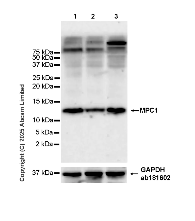 Anti-MPC1 antibody [EPR29172-82] (ab324682) | Abcam