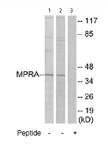 Anti-MPRA antibody (ab75508) | Abcam